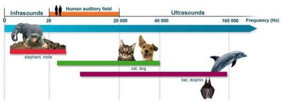 HUMAN AUDIBLE SOUND FREQUENCY RANGE – EdMaths